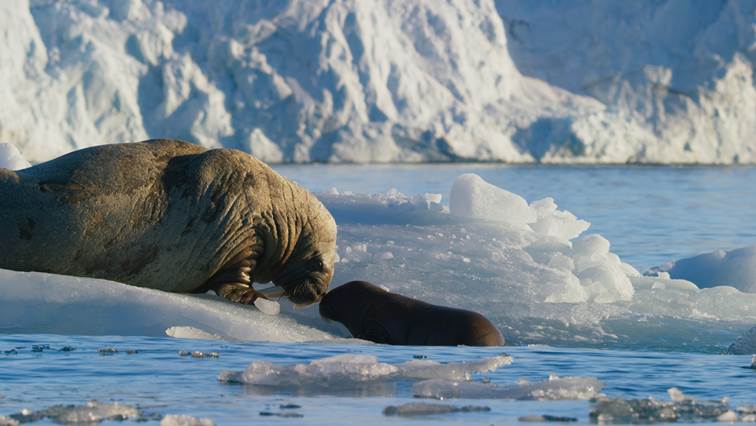 Planeta Azul, a série documental da BBC Worldwide