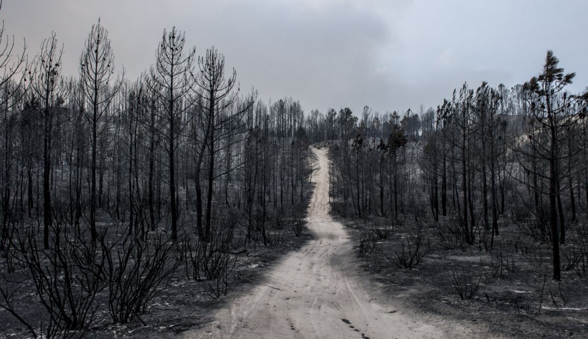 "O Pinhal é a nossa bandeira" - Reflorestar o Pinhal de Leiria - Praça ...