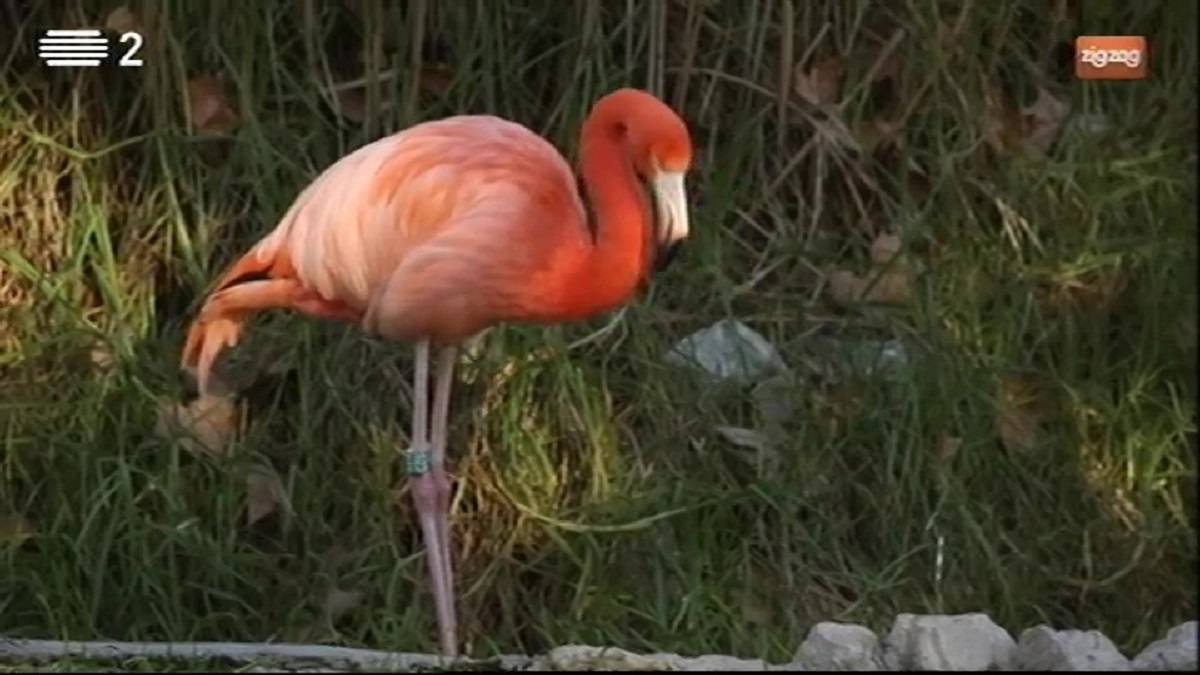 Animais: Flamingo Rubro | Zig Zag | RTP