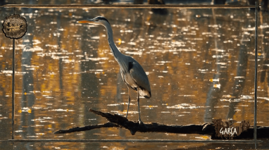 Exploradores da Natureza: Bicho da Conta | Zig Zag | RTP