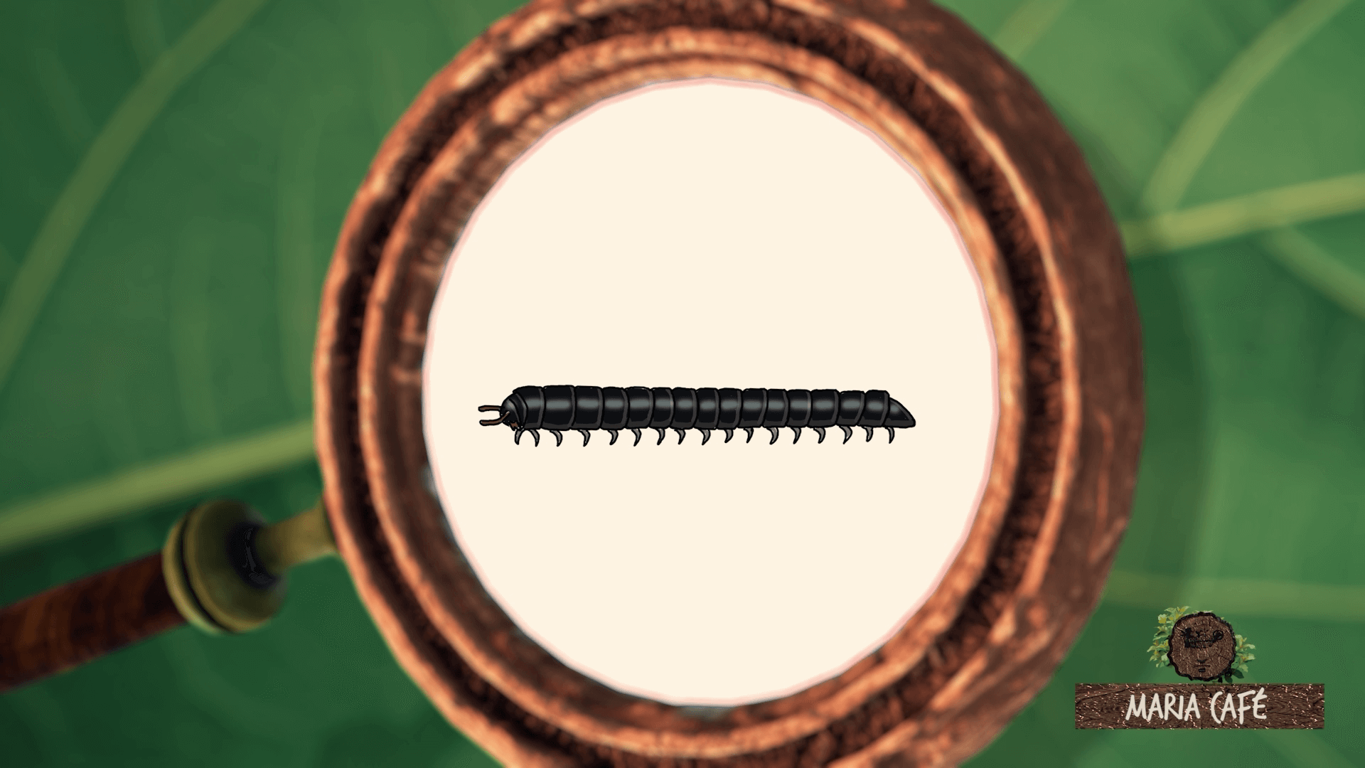 Exploradores da Natureza: Maria-café | Zig Zag | RTP