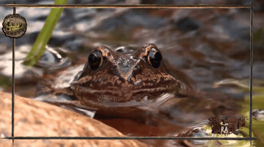 Exploradores da Natureza: Bicho da Conta | Zig Zag | RTP