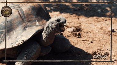 Exploradores da Natureza: Bicho da Conta | Zig Zag | RTP